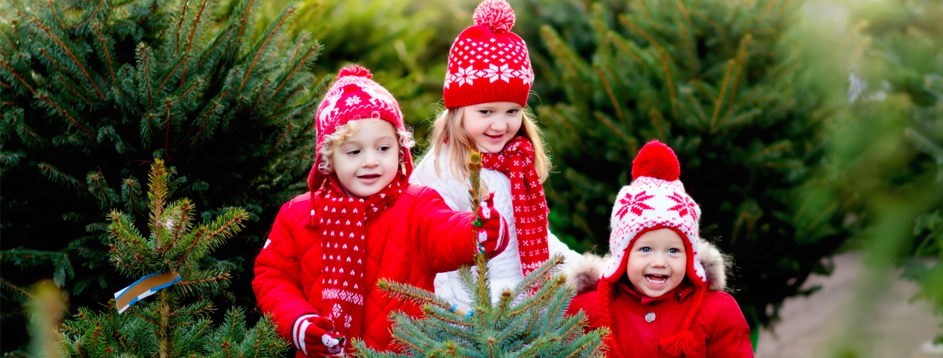 Real Christmas Tree Pictures